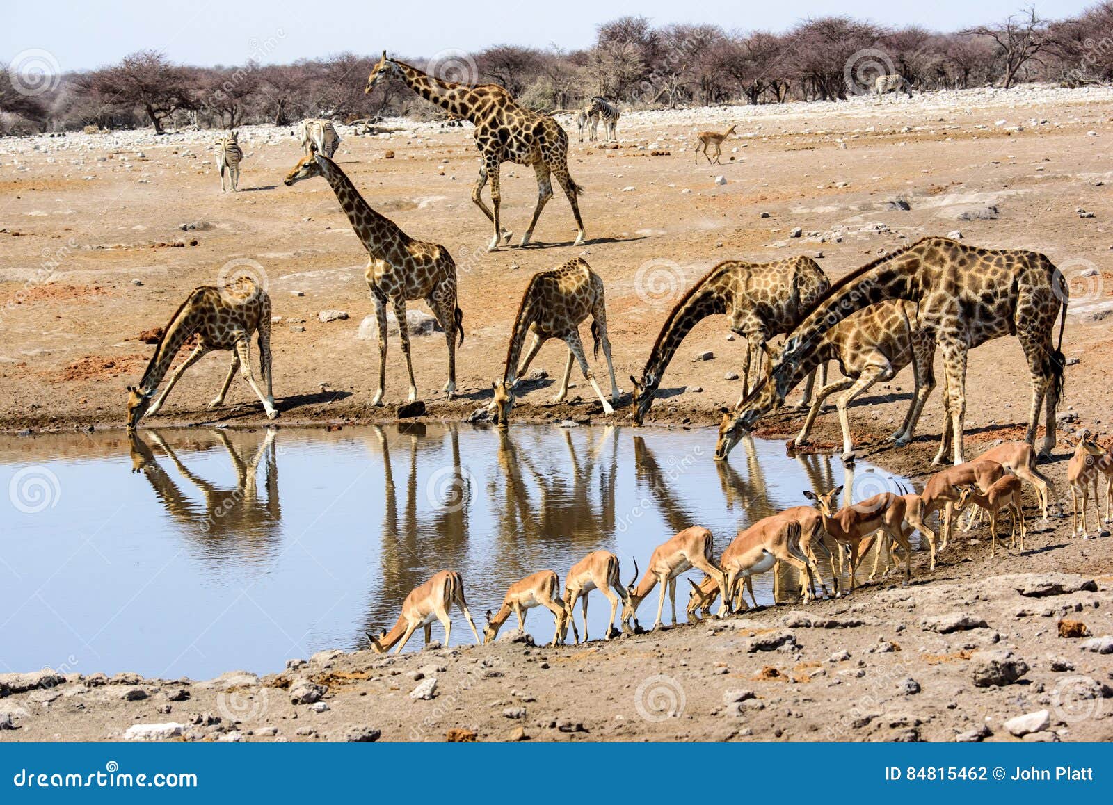 Wildlife Viewing at the Waterhole Stock Photo - Image of impala ...