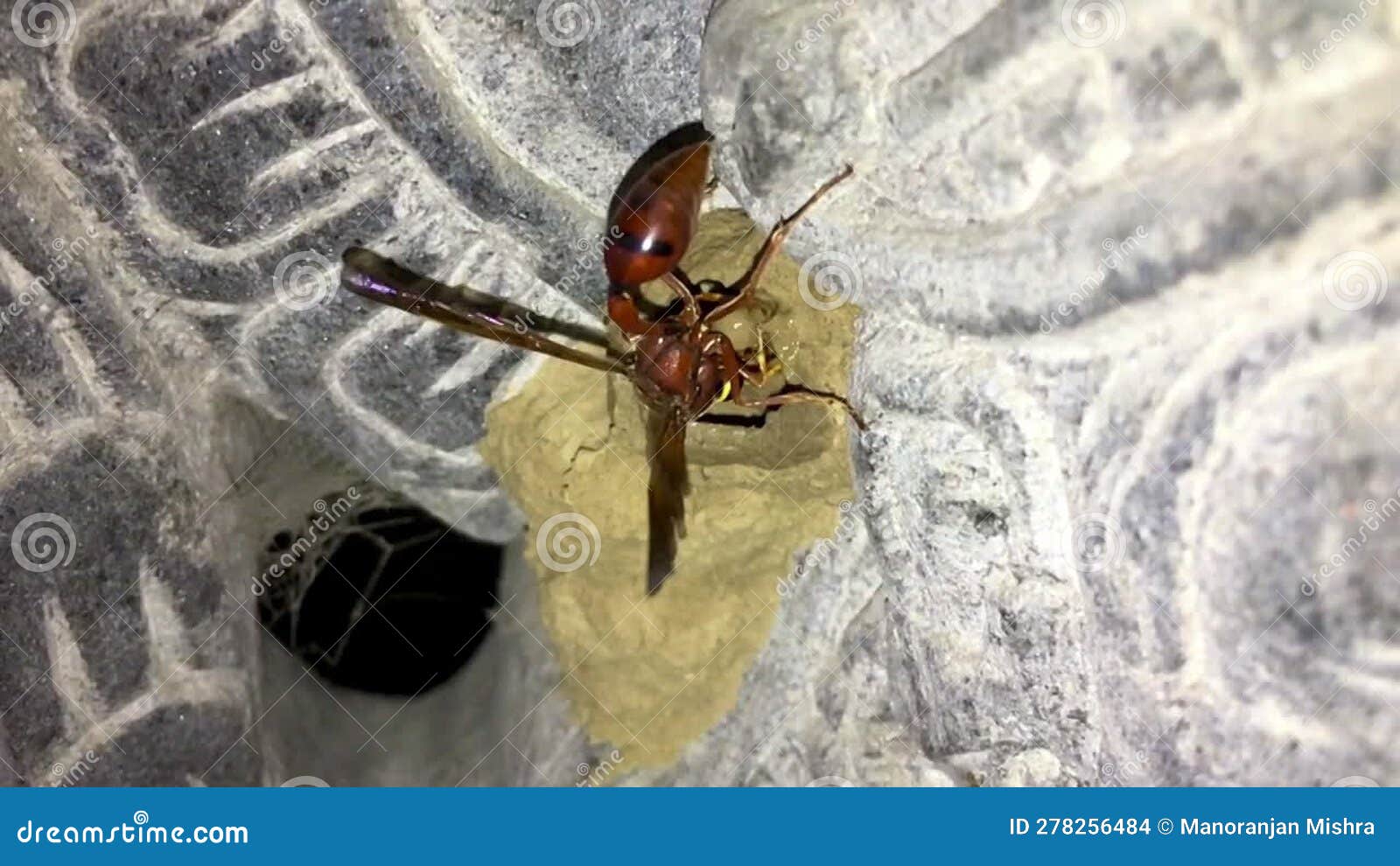 Wasp Building Clay Nest stock footage. Video of cell - 278256484