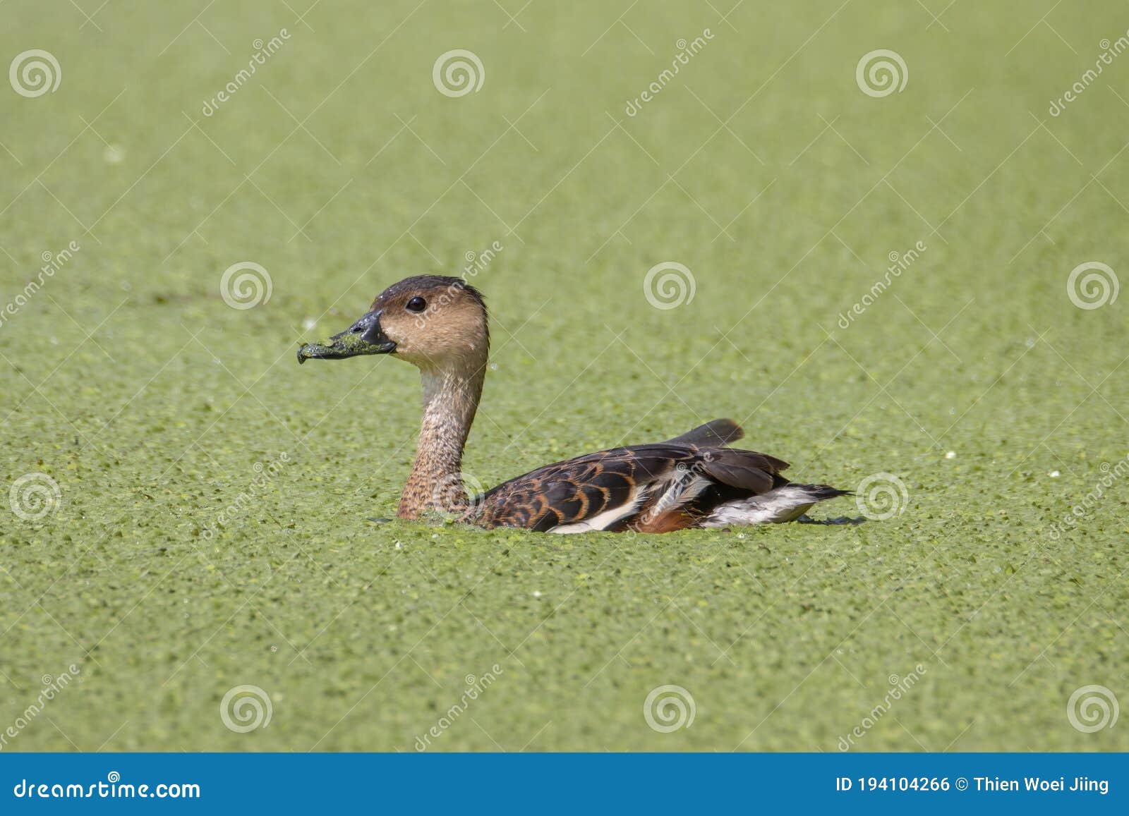 Wildlife Whistling Ducks Chilling on Green Algae Pond Stock Photo ...