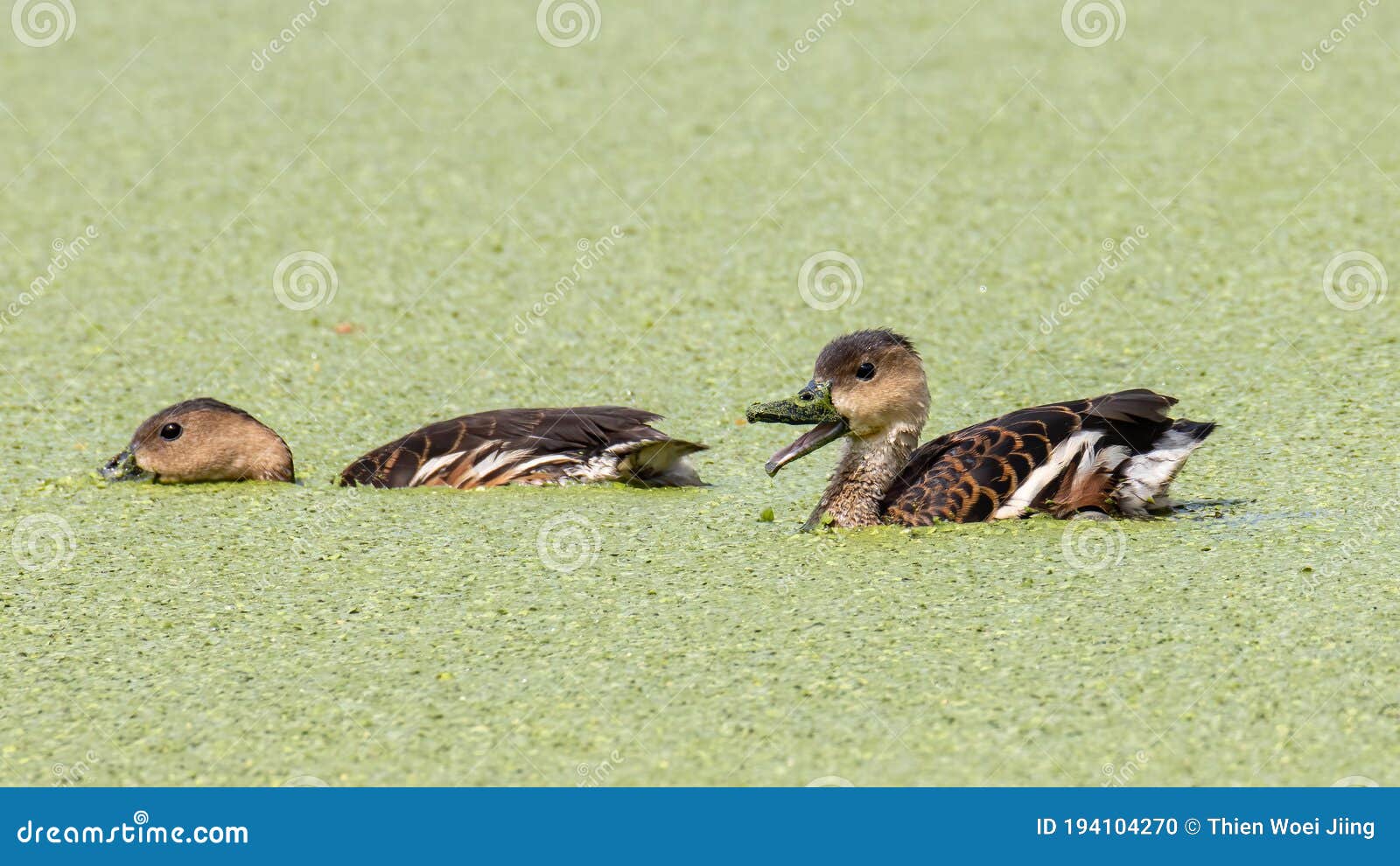 Wildlife Whistling Ducks Chilling on Green Algae Pond Stock Photo ...