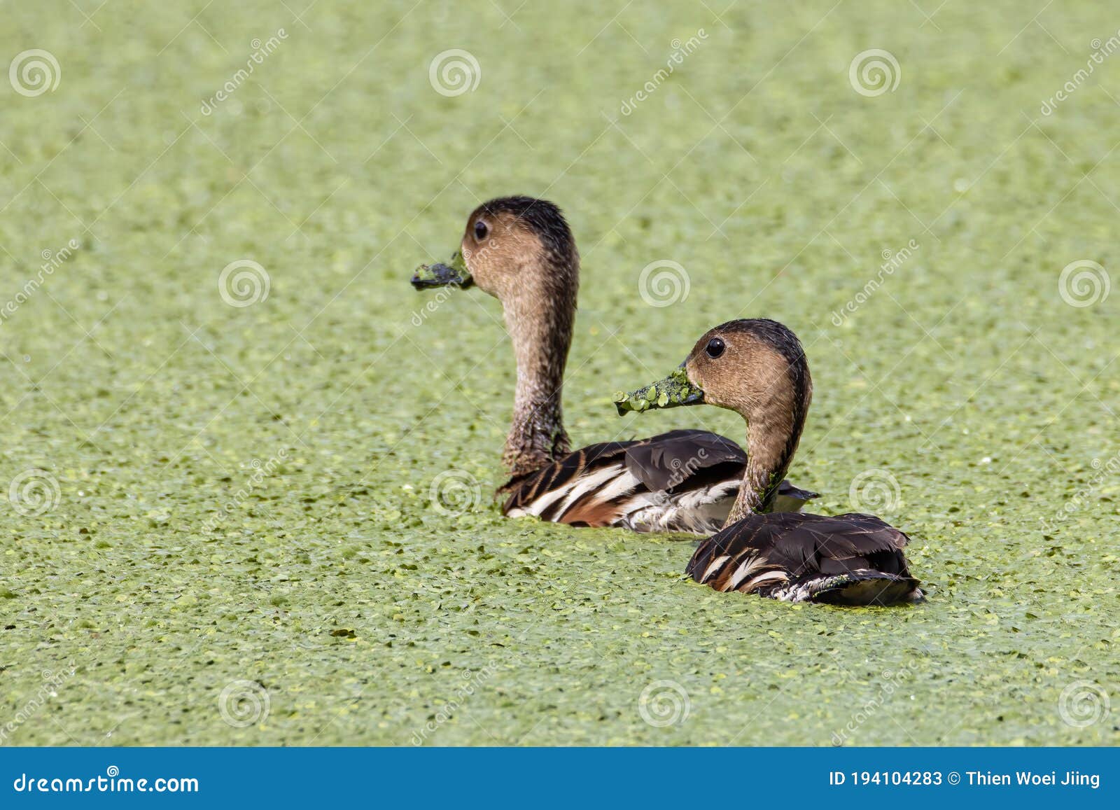 Wildlife Whistling Ducks Chilling on Green Algae Pond Stock Image ...