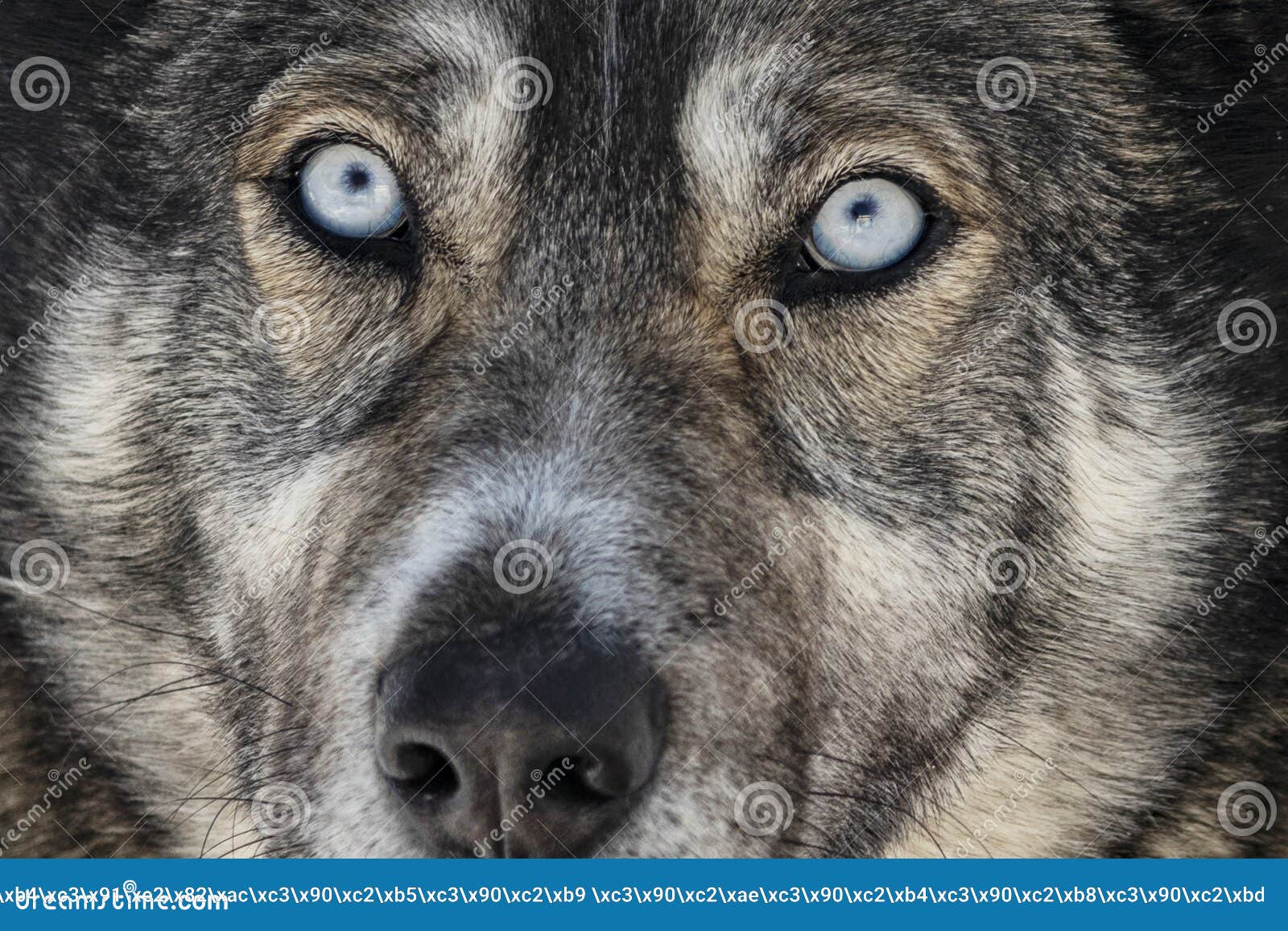 Wildlife. Wolf. stock photo. Image of gray, predator - 261120088