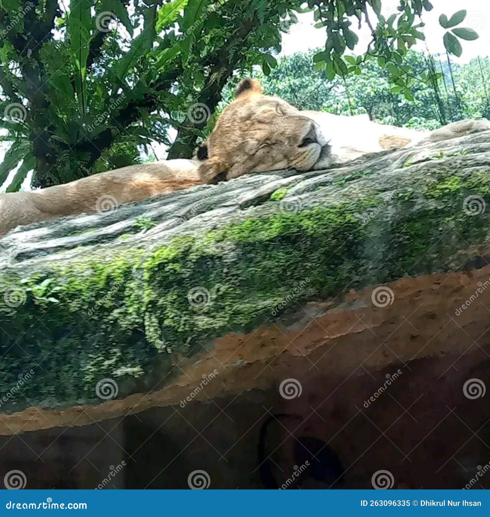 Wildlife zoo tree jungle stock image. Image of wilderness - 263096335