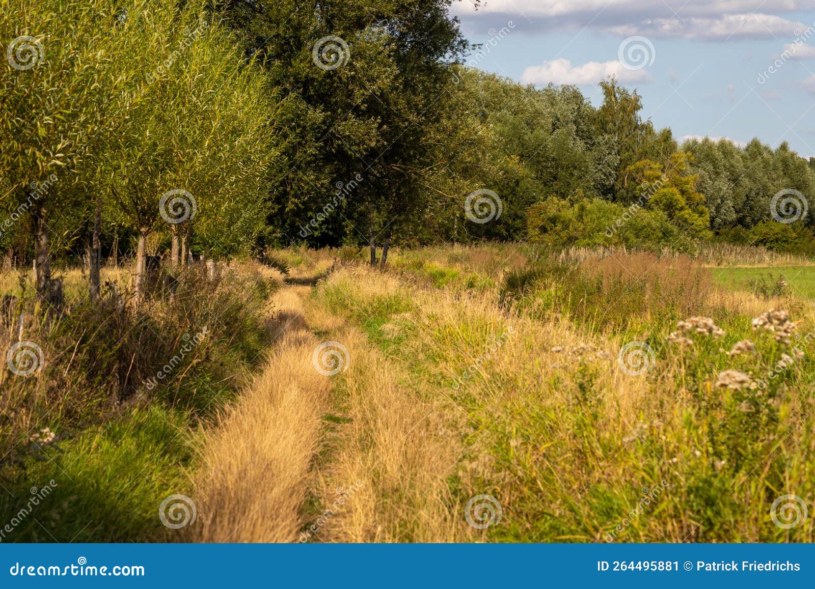Wildly Overgrown Footpath Path with Trees Stock Image - Image of color ...