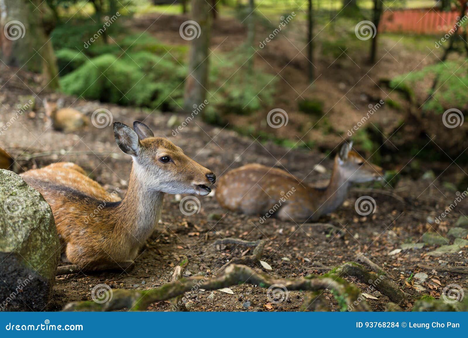 Wildness deer taking rest stock photo. Image of male - 93768284