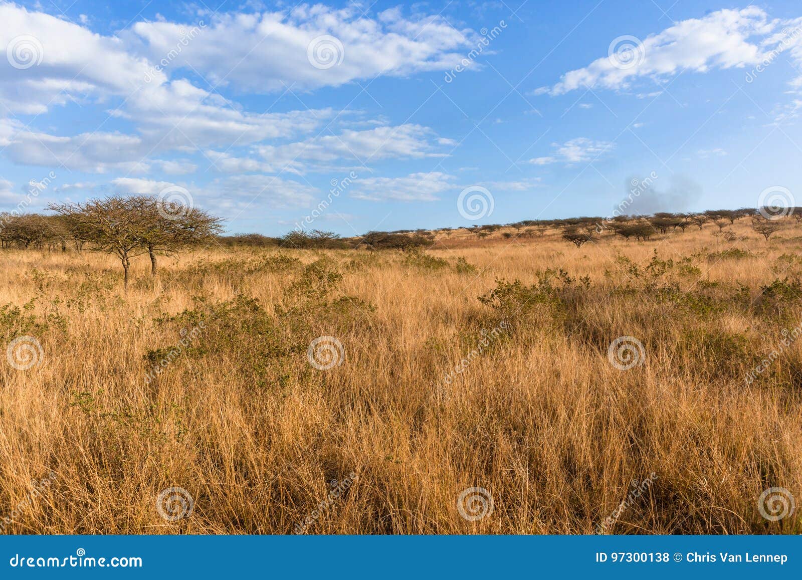 Wildnis-afrikanische Gras-Baum-Landschaft Stockfoto - Bild von ...