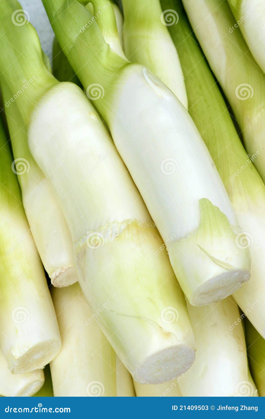 Wildrice stem stock image. Image of water, green, aquatica - 21409503