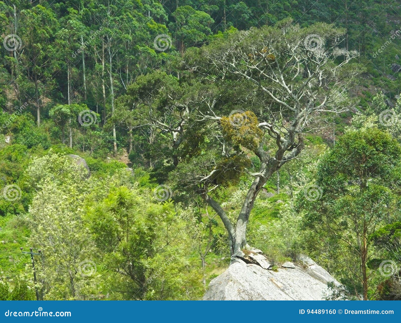 Wiled Area stock photo. Image of 131ft, income, surrounding - 94489160