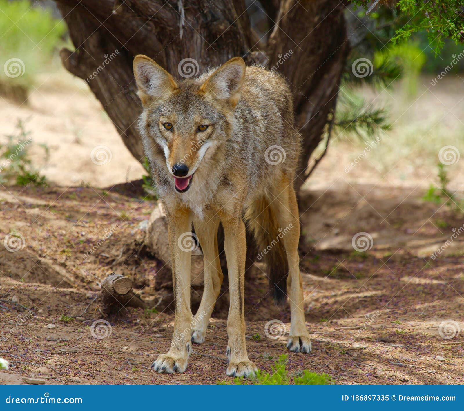 Wiley coyote stock image. Image of wild, canine, mother - 186897335
