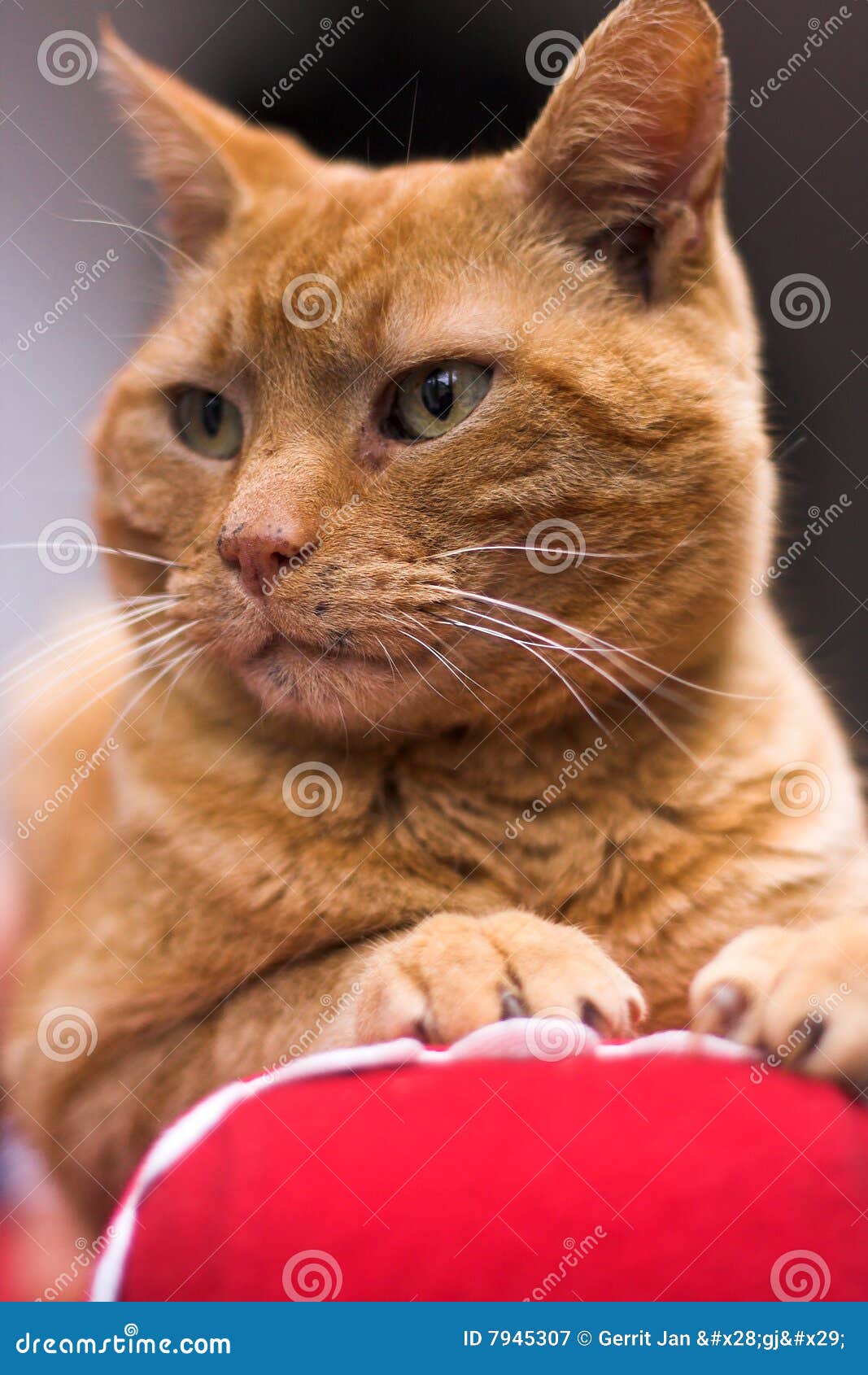 Wilful cat stock image. Image of incredible, fabulous - 7945307