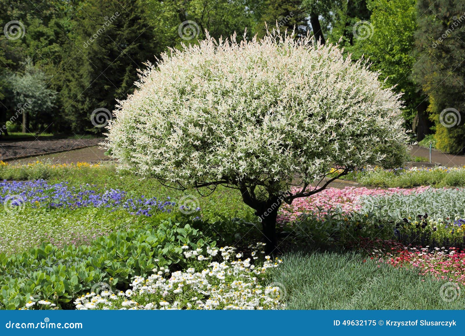 Wilg in de tuin stock afbeelding. Image of japan, blad - 49632175