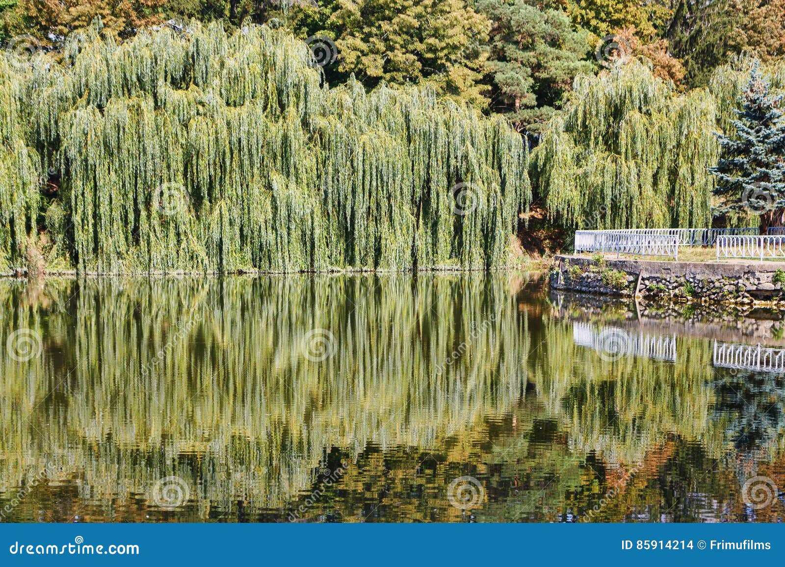 Wilgen Bij Het Meer Met Bezinning Stock Foto - Image of reservoir ...