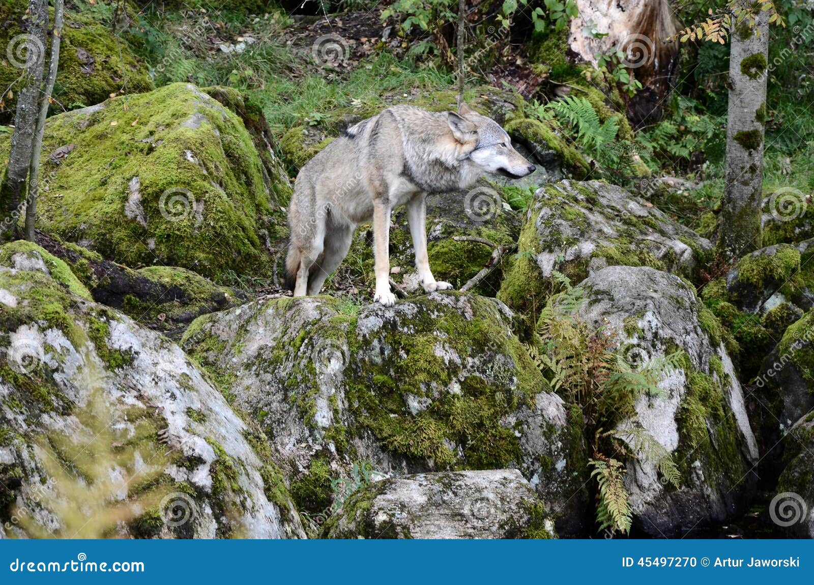 Wilk, wolf stock photo. Image of animals, forest, forests - 45497270