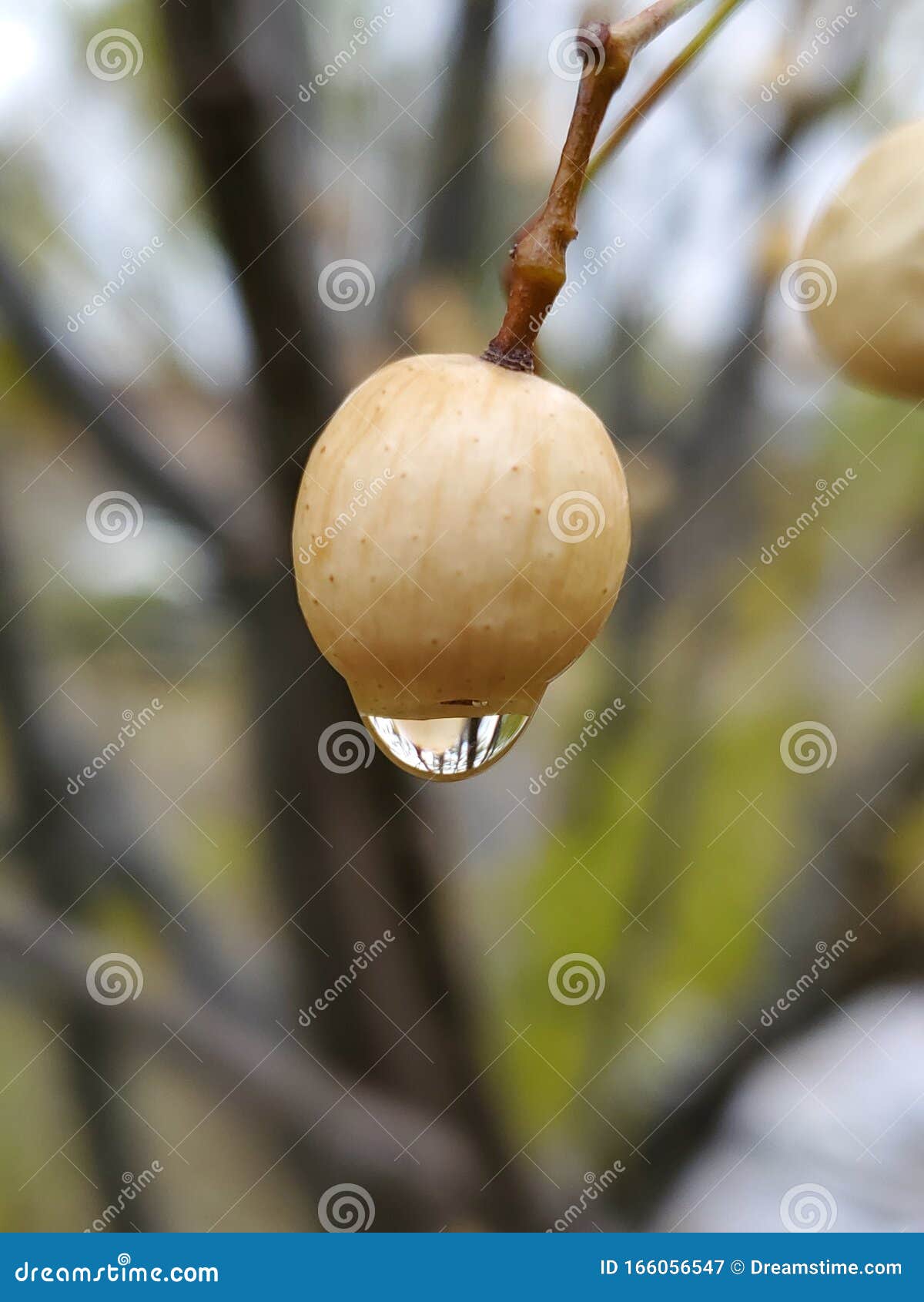 Will Be Tree Ball with the Water Drop Under it Stock Image - Image of ...