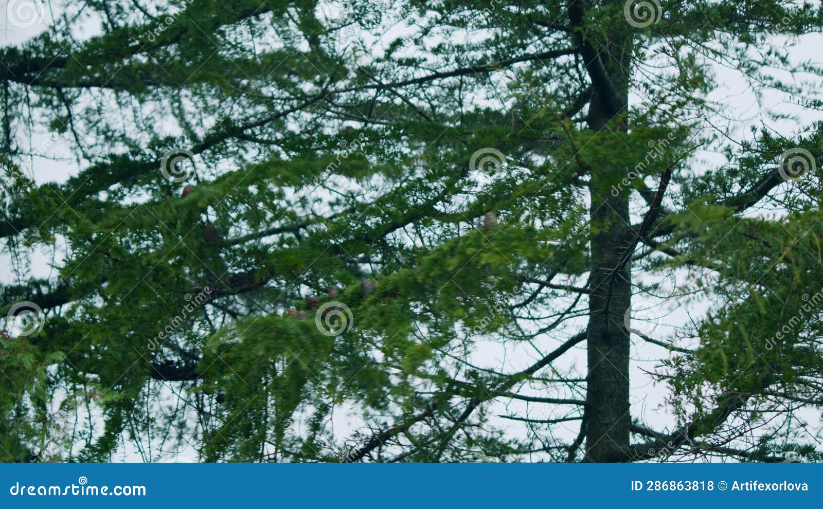 It Will Rain Soon in a Spruce Forest. Rainy Day in the Forest. Static ...