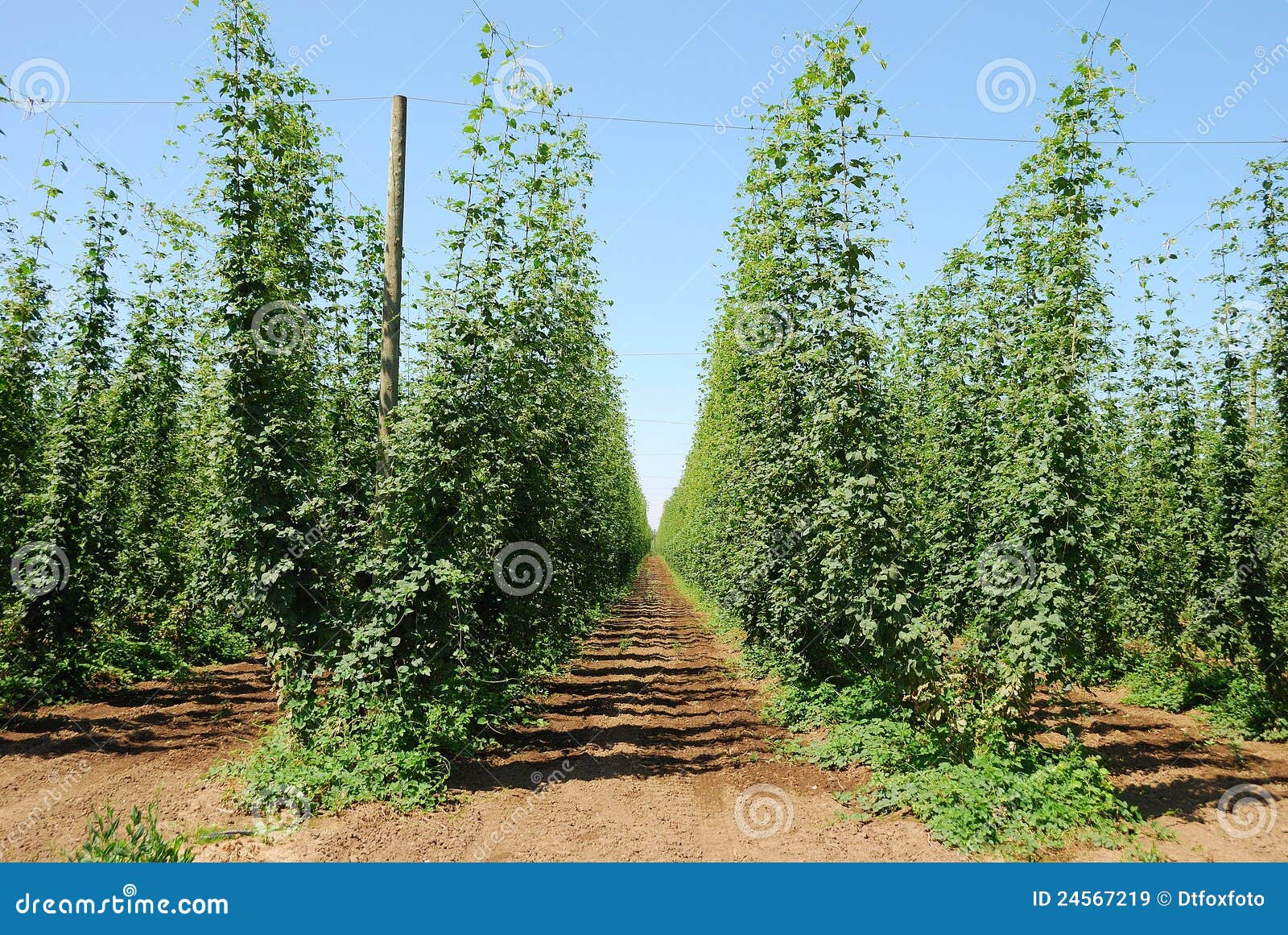 Willamette Hops stock image. Image of cultivation, beer - 24567219