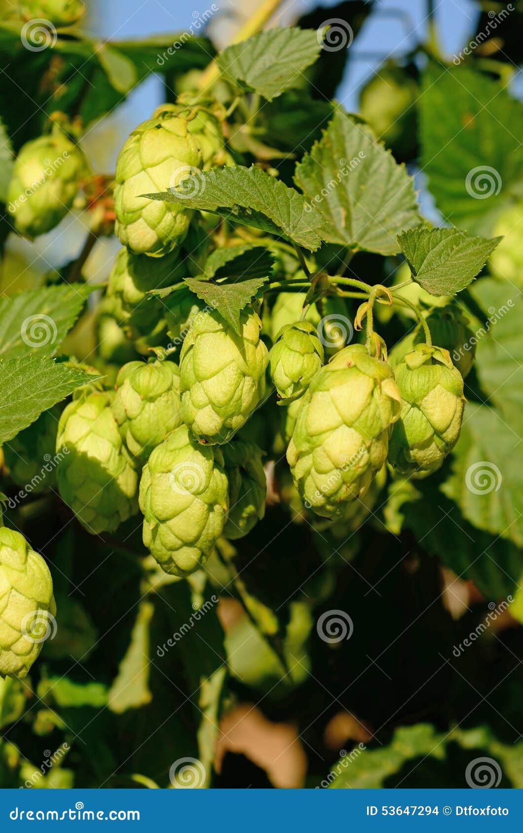 Willamette Valley Oregon Hops Stock Photo - Image of willamette, oregon ...