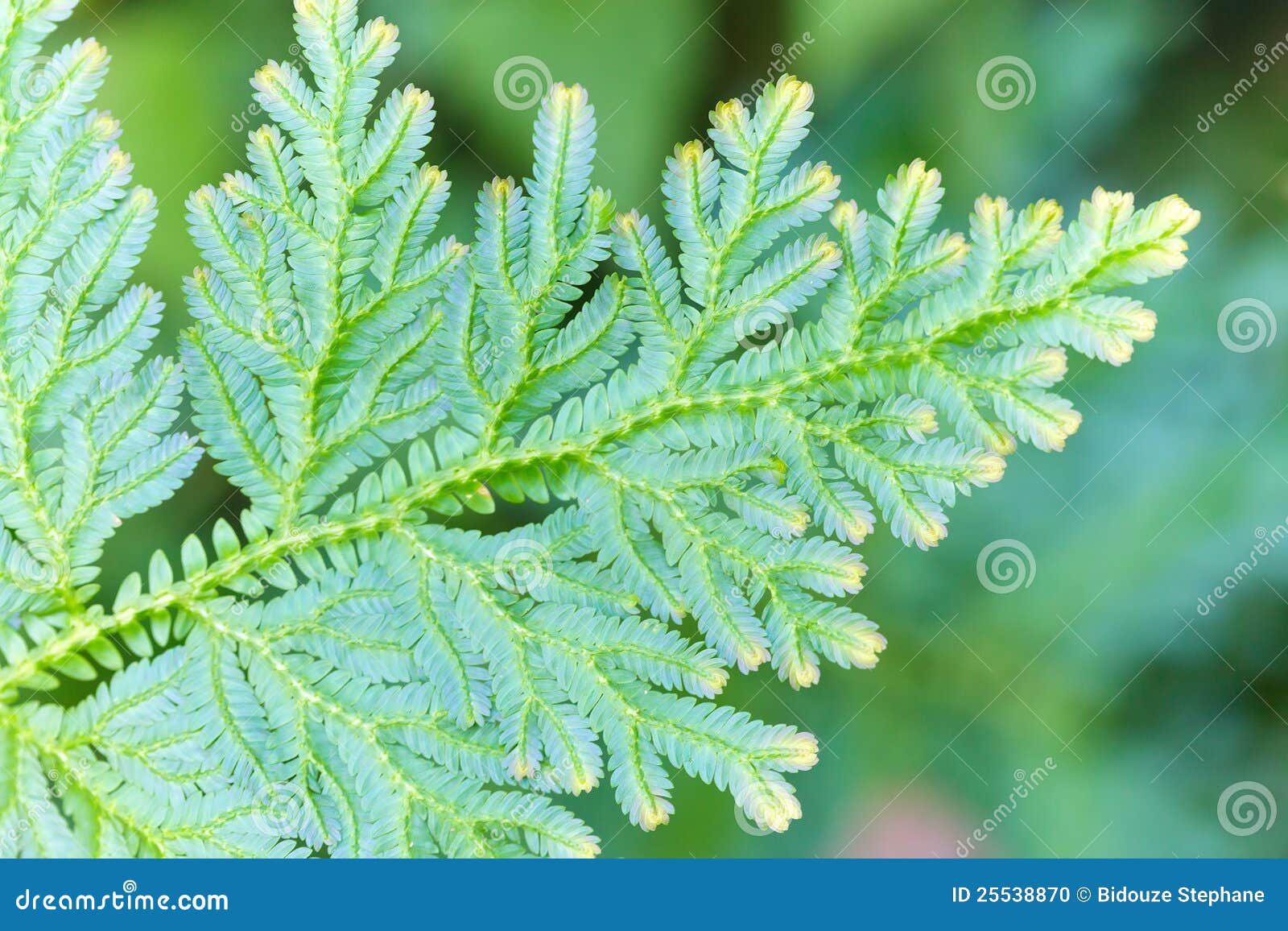 Willdenowii Selaginella Fern Stock Photo - Image of beautiful, detail ...