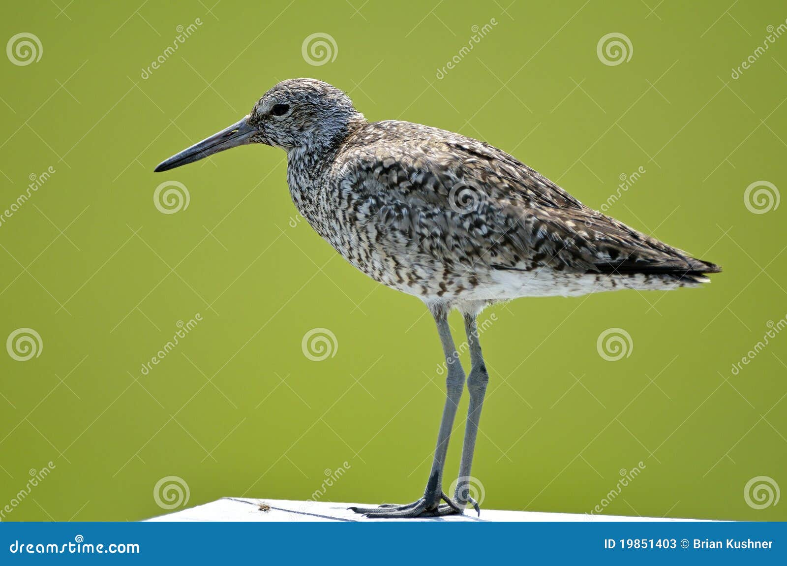 Willet stock image. Image of reeds, lake, semipalmata - 19851403