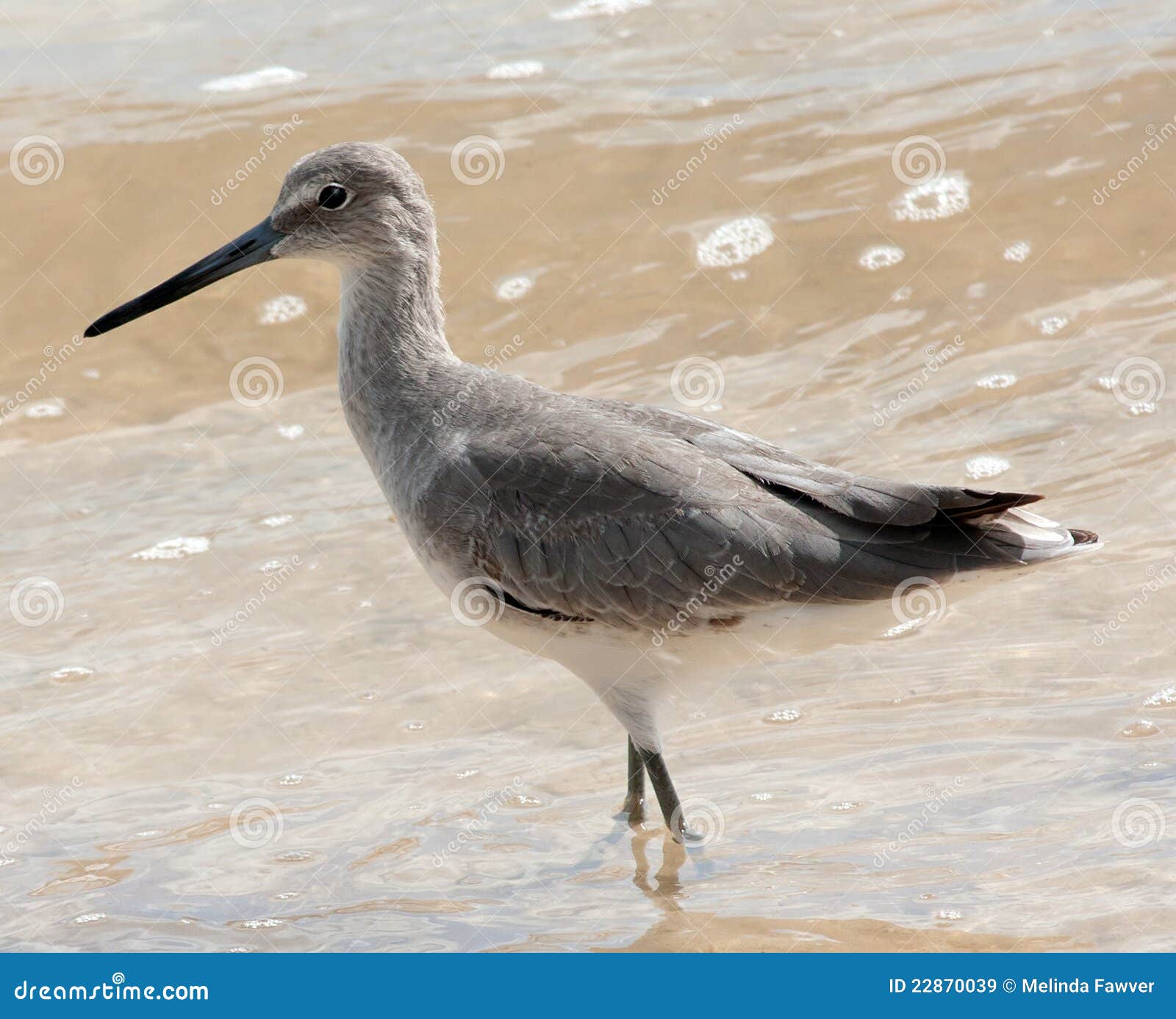 Willet stock image. Image of shoreline, outdoors, animals - 22870039