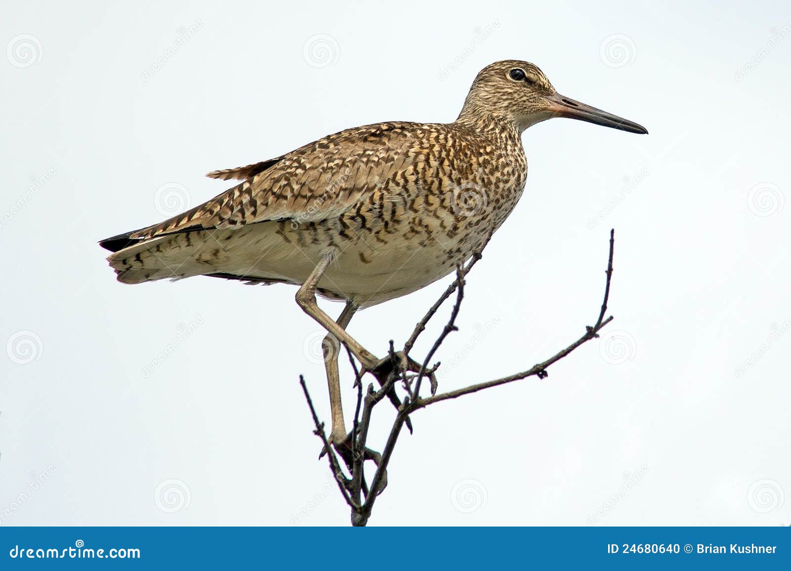 Willet stock photo. Image of lake, reeds, catoptrophorus - 24680640