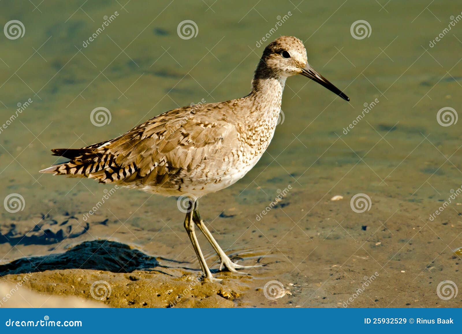 Willet stock image. Image of watching, look, catoptrophorus - 25932529