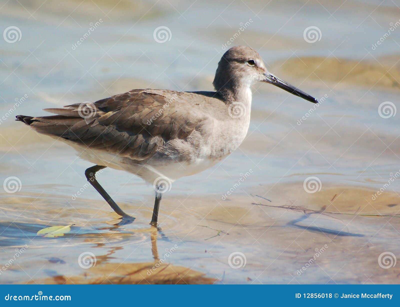 Willet on the Beach stock photo. Image of shoreline, migratory - 12856018