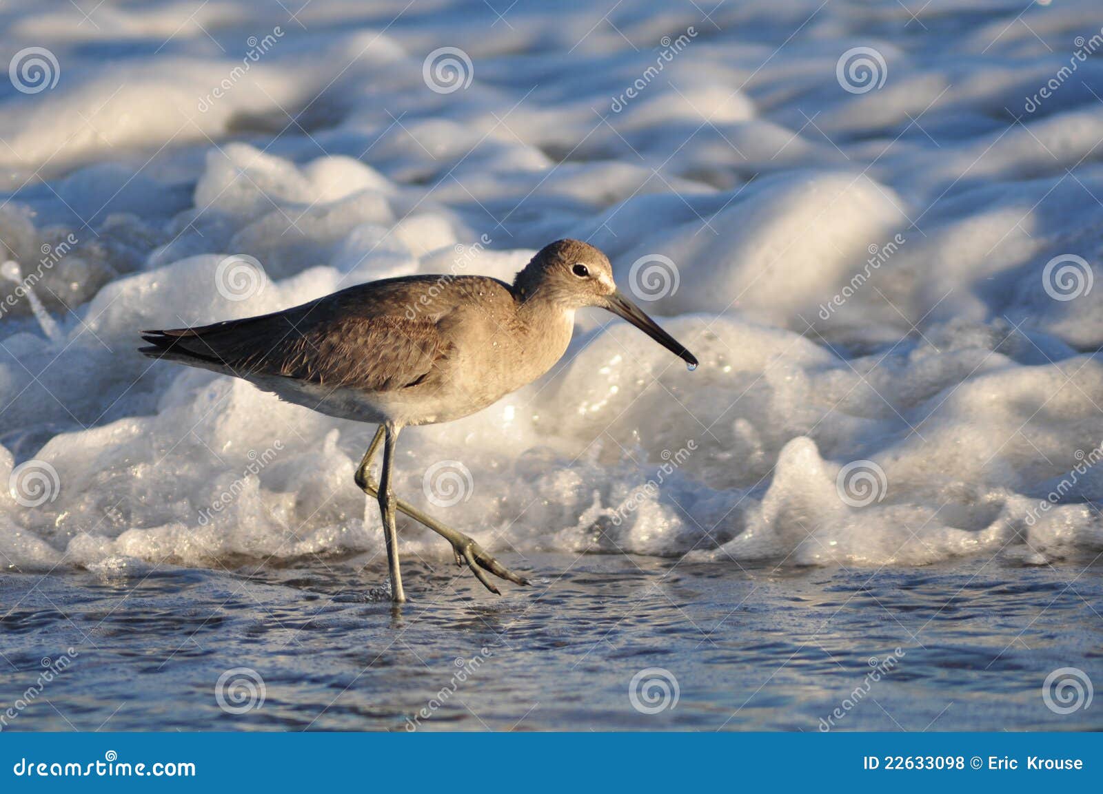 Willet Bird stock photo. Image of outdoor, sandpiper - 22633098