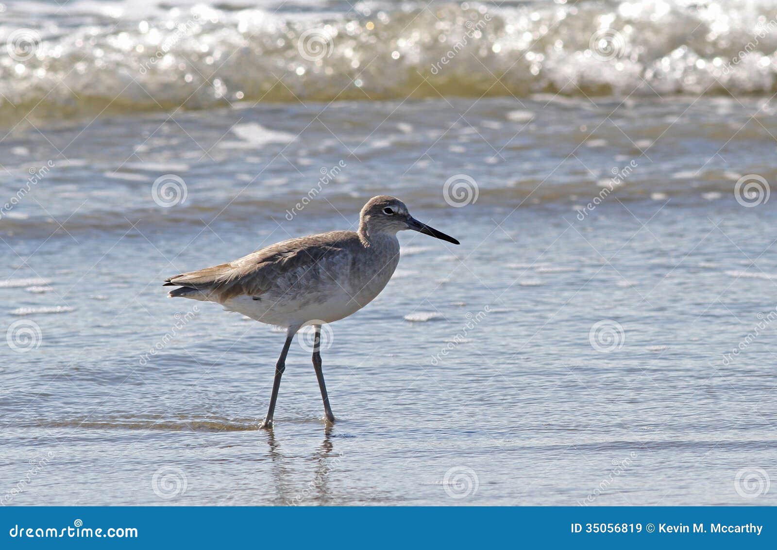 Willet Bird Wading in Ocean Surf Stock Image - Image of coastal ...