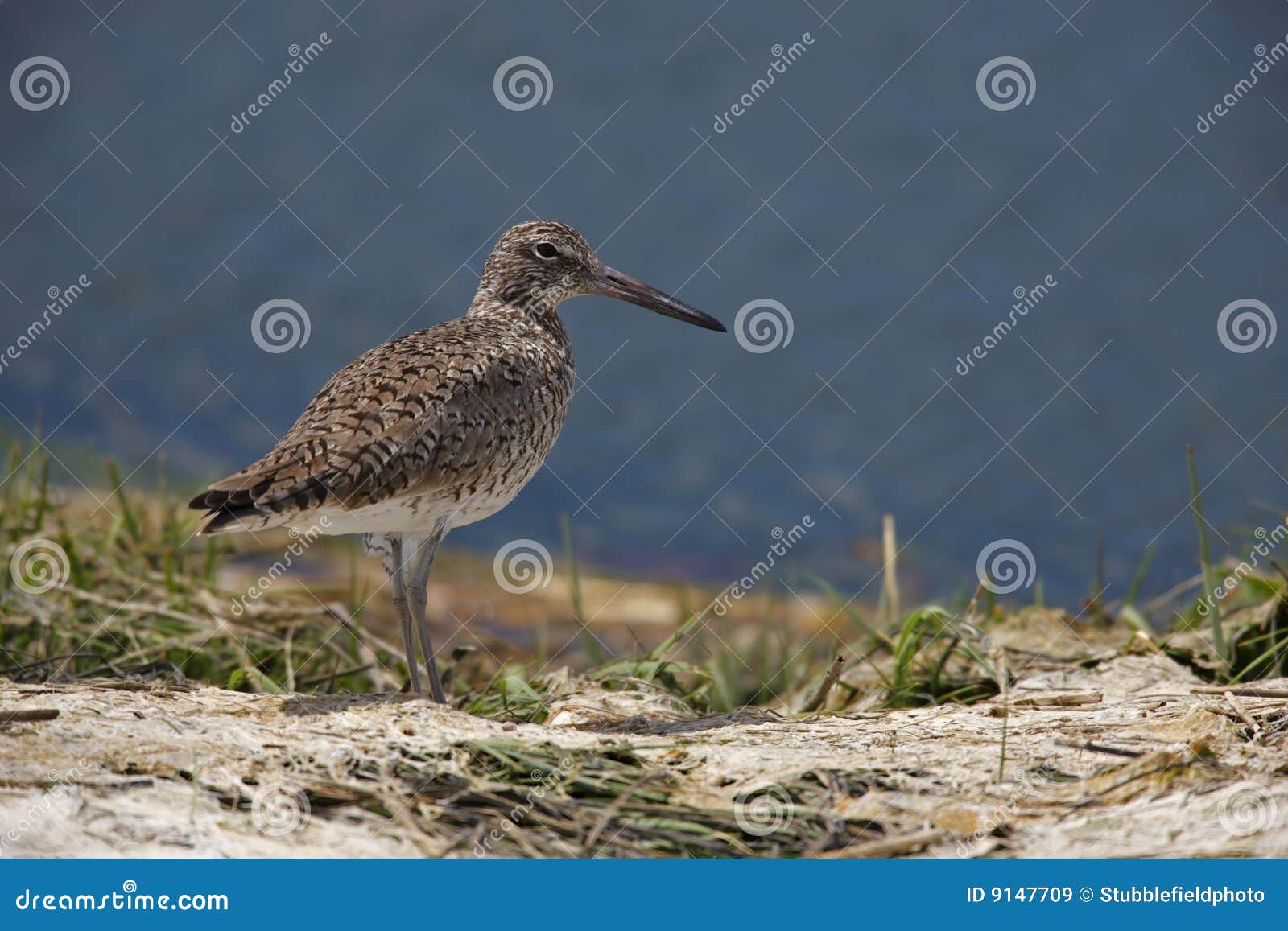 Willet, eastern subspecies stock image. Image of feathers - 9147709