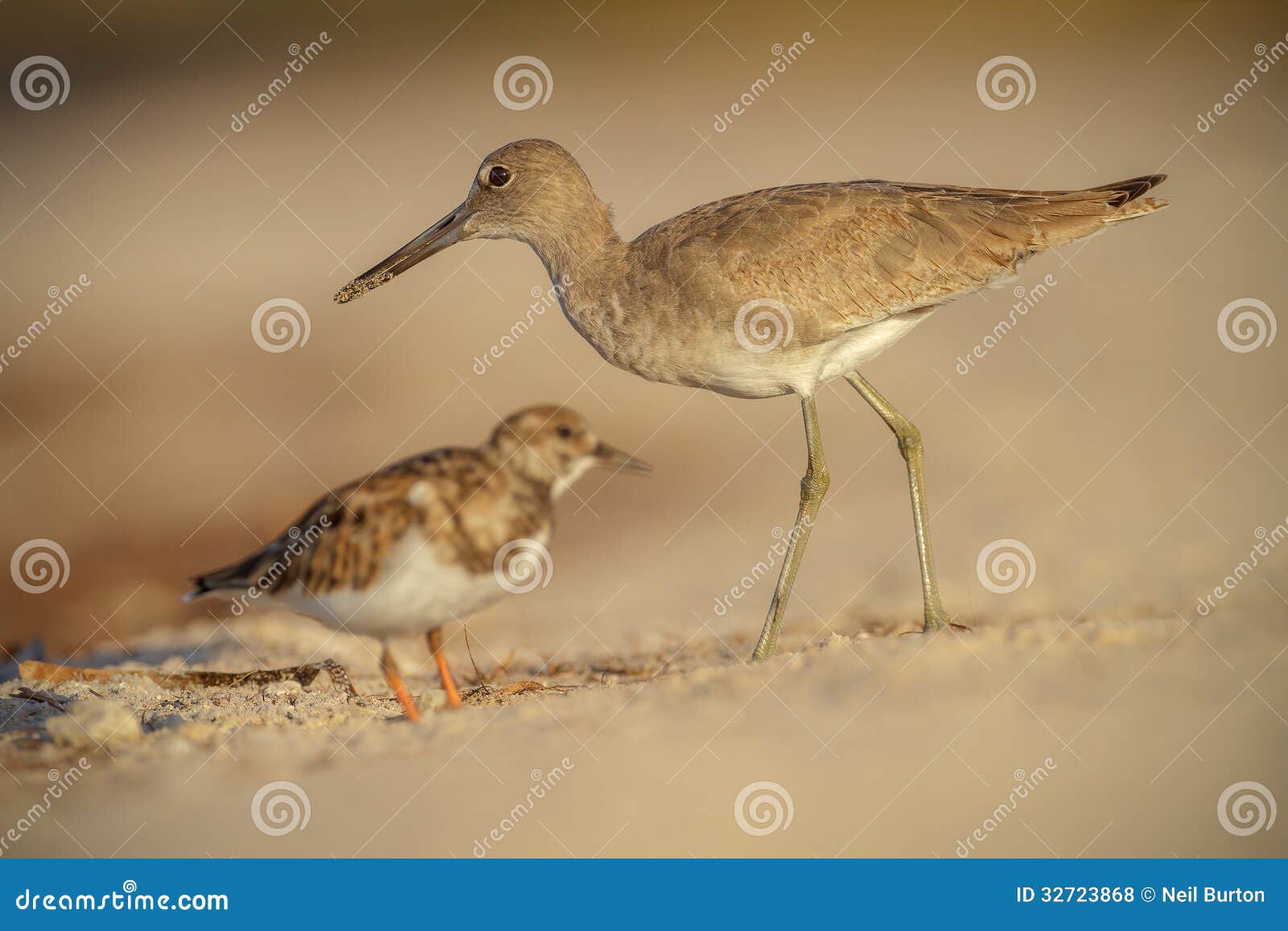 Willet in Florida stock photo. Image of arenaria, wildlife - 32723868