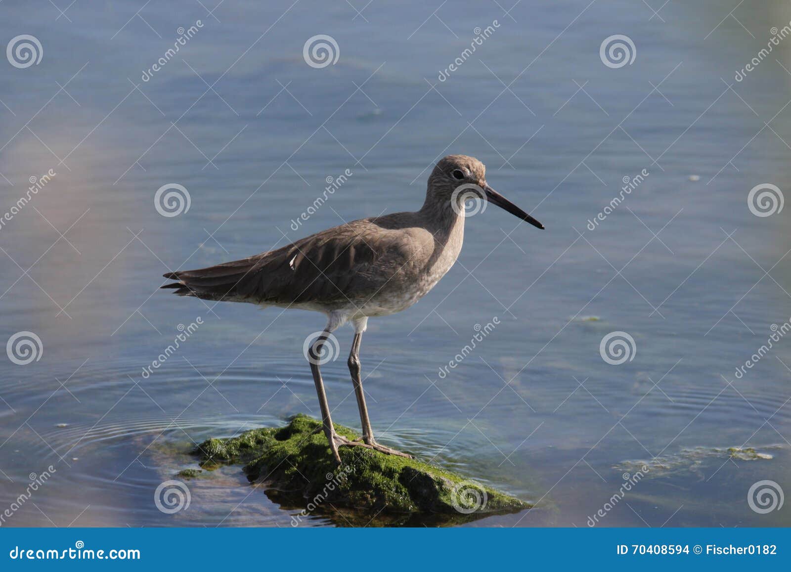 Willet (Tringa Semipalmata) Stock Photo - Image of beach, shorebird ...