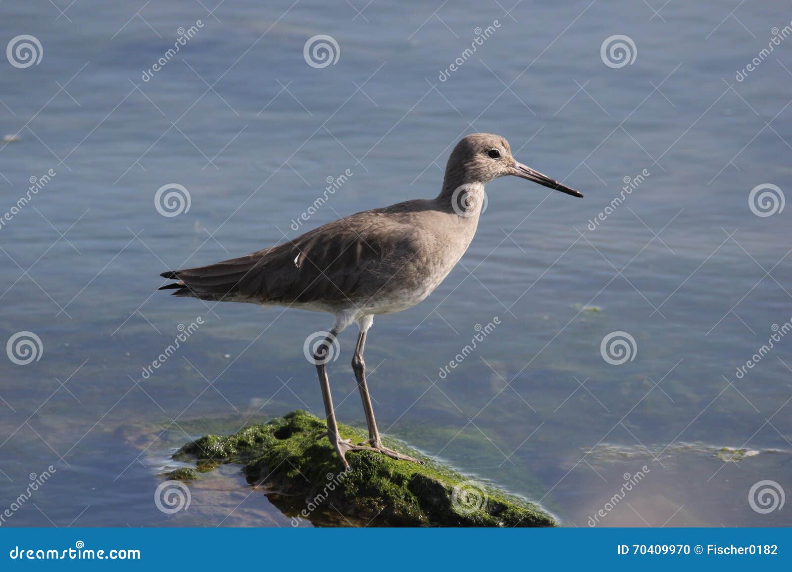 Willet (Tringa Semipalmata) Stock Photo - Image of bird, semipalmata ...