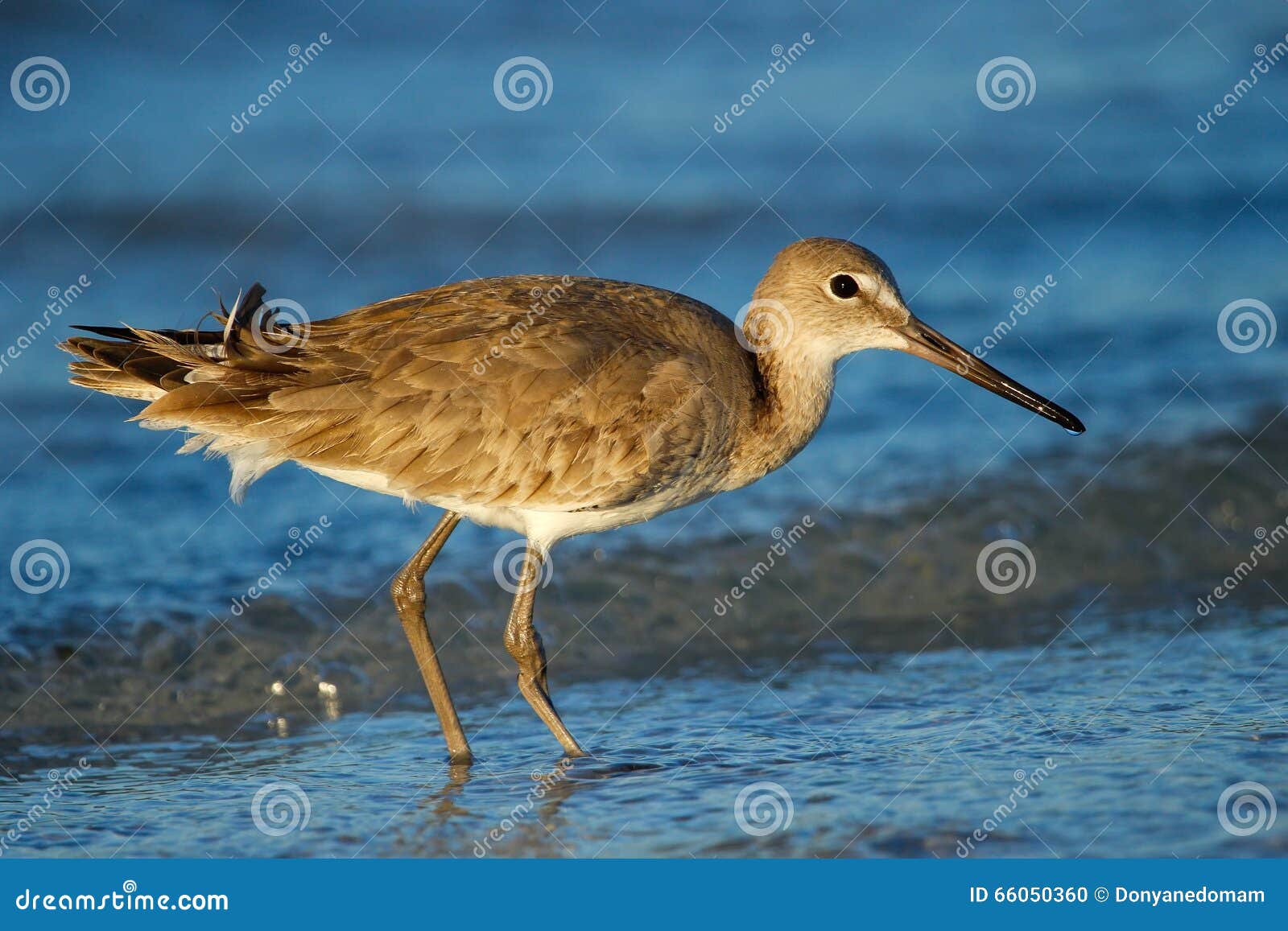 Willet (Tringa Semipalmata) Stock Photo - Image of sanibel, darling ...