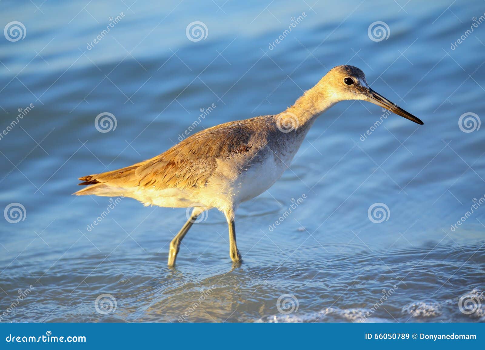Willet (Tringa Semipalmata) Stock Image - Image of fishing, island ...