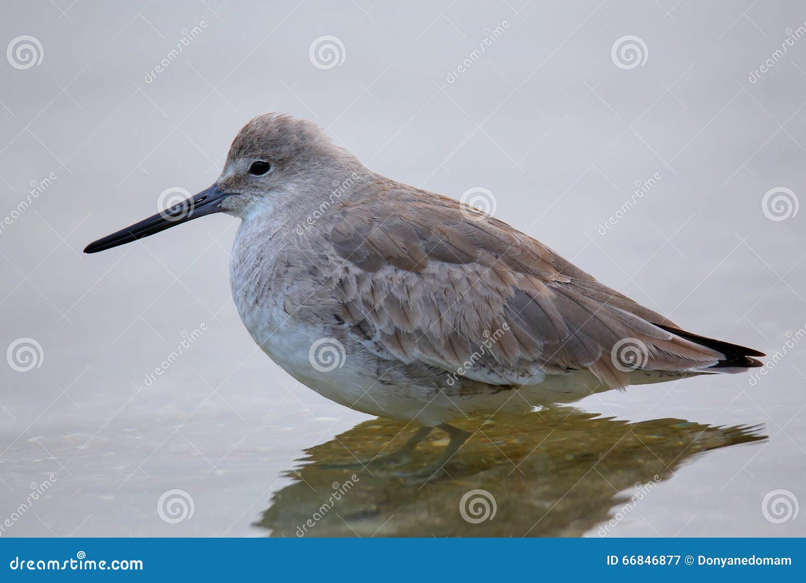 Willet (Tringa Semipalmata) Stock Image - Image of sanctuary, cape ...