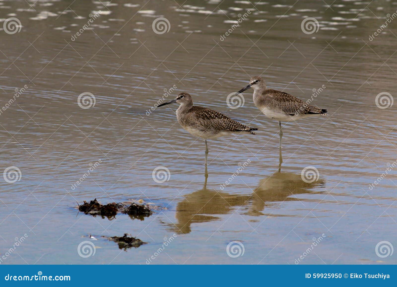 The Willet on the Water at Malibu Beach in August Stock Photo - Image ...