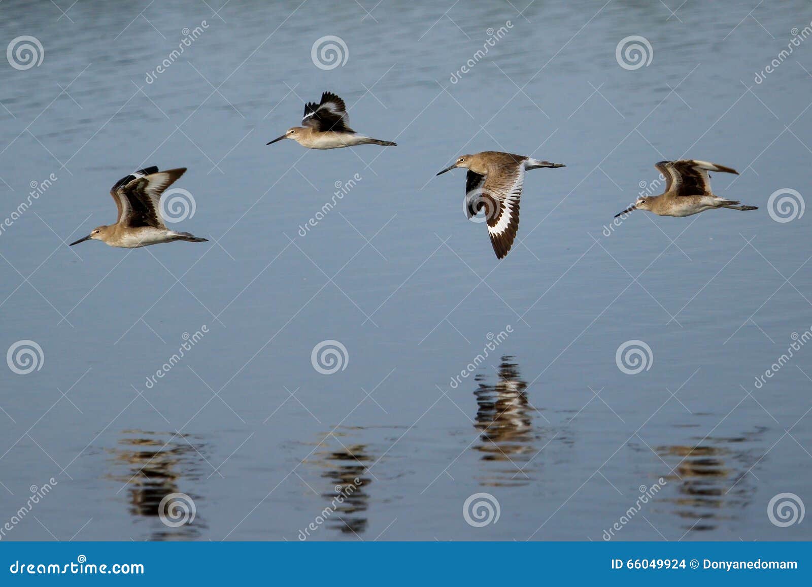Willets (Tringa Semipalmata) Flying Stock Photo - Image of beach ...