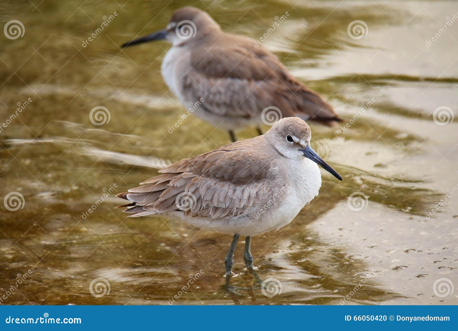 Willets (Tringa Semipalmata) Stock Photo - Image of nature, semipalmata ...