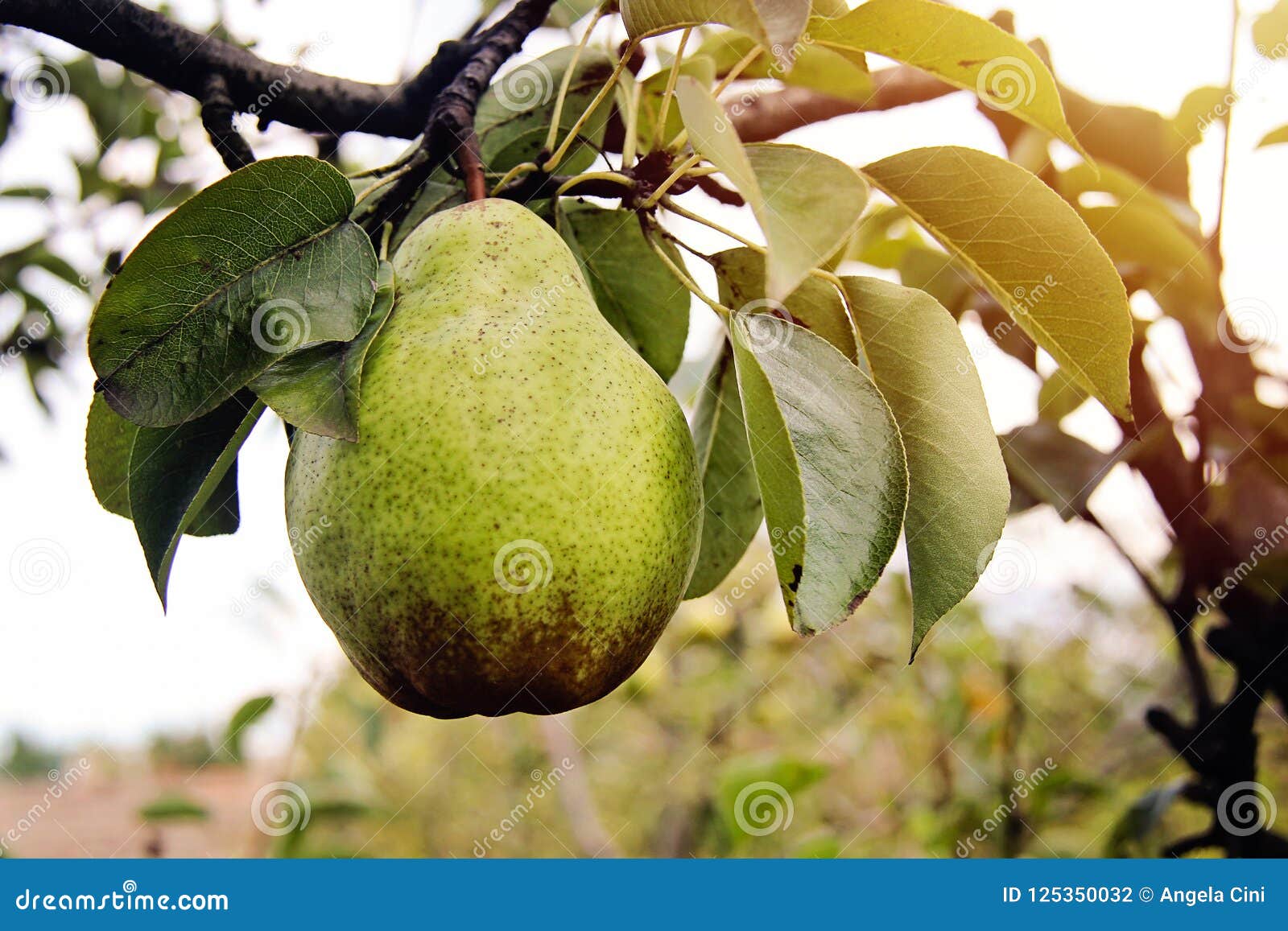 William Pear on Tree Branch with Leafs Stock Photo - Image of fresh ...