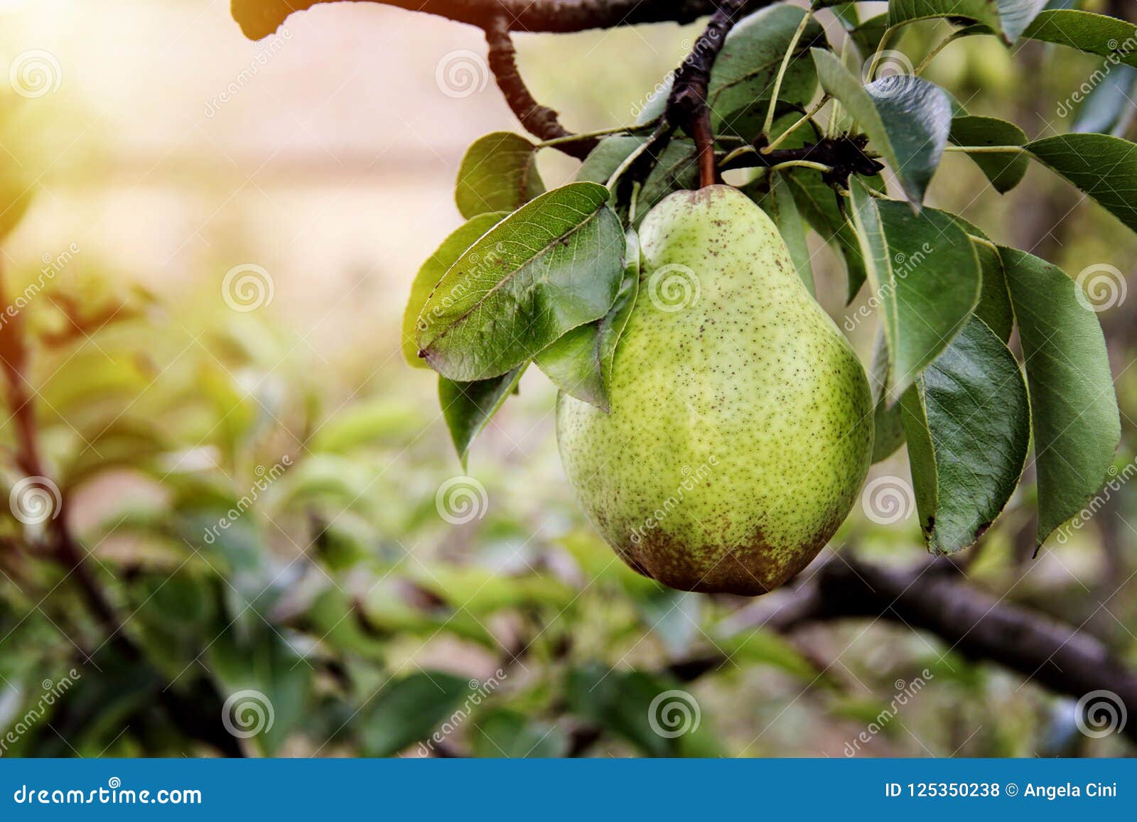 William Pear on Tree in the Garden Stock Photo - Image of branch ...