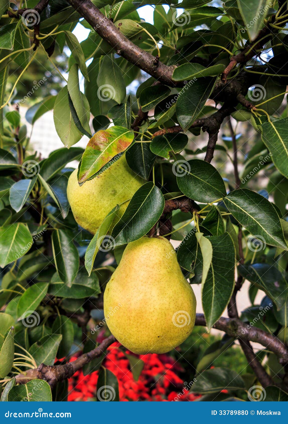 Williams Christ Pears on the Tree Stock Photo - Image of ingredient ...
