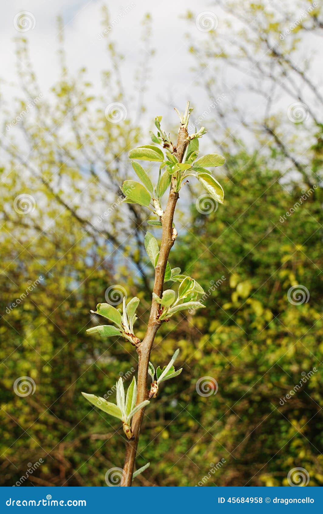 Williams Pear Tree Au Printemps Photo stock - Image of chretien, lame ...