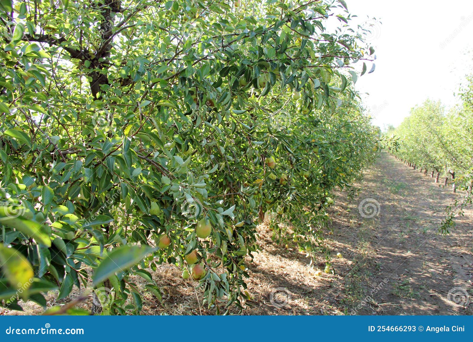 Williams Pear Tree Orchard with Branches Stock Image - Image of ...