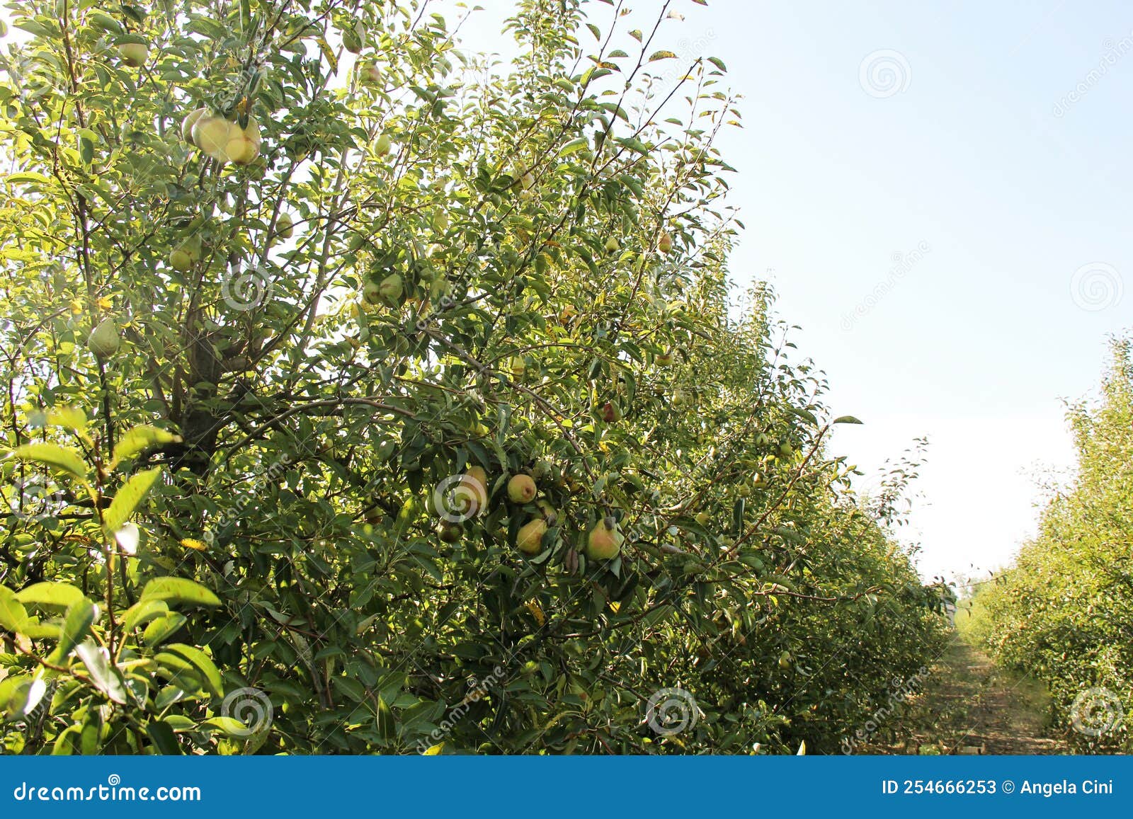 Williams Pear Tree Orchard with Fruit Branches in Orchard Stock Image ...
