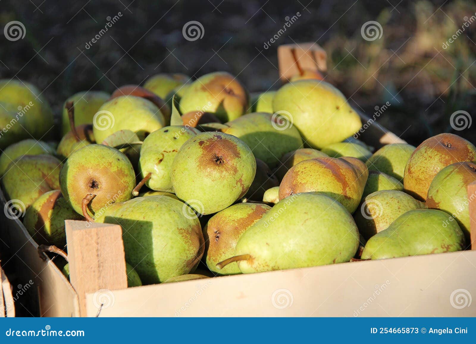 Williams Pears Fruit in Box Stock Image - Image of nature, fruit: 254665873