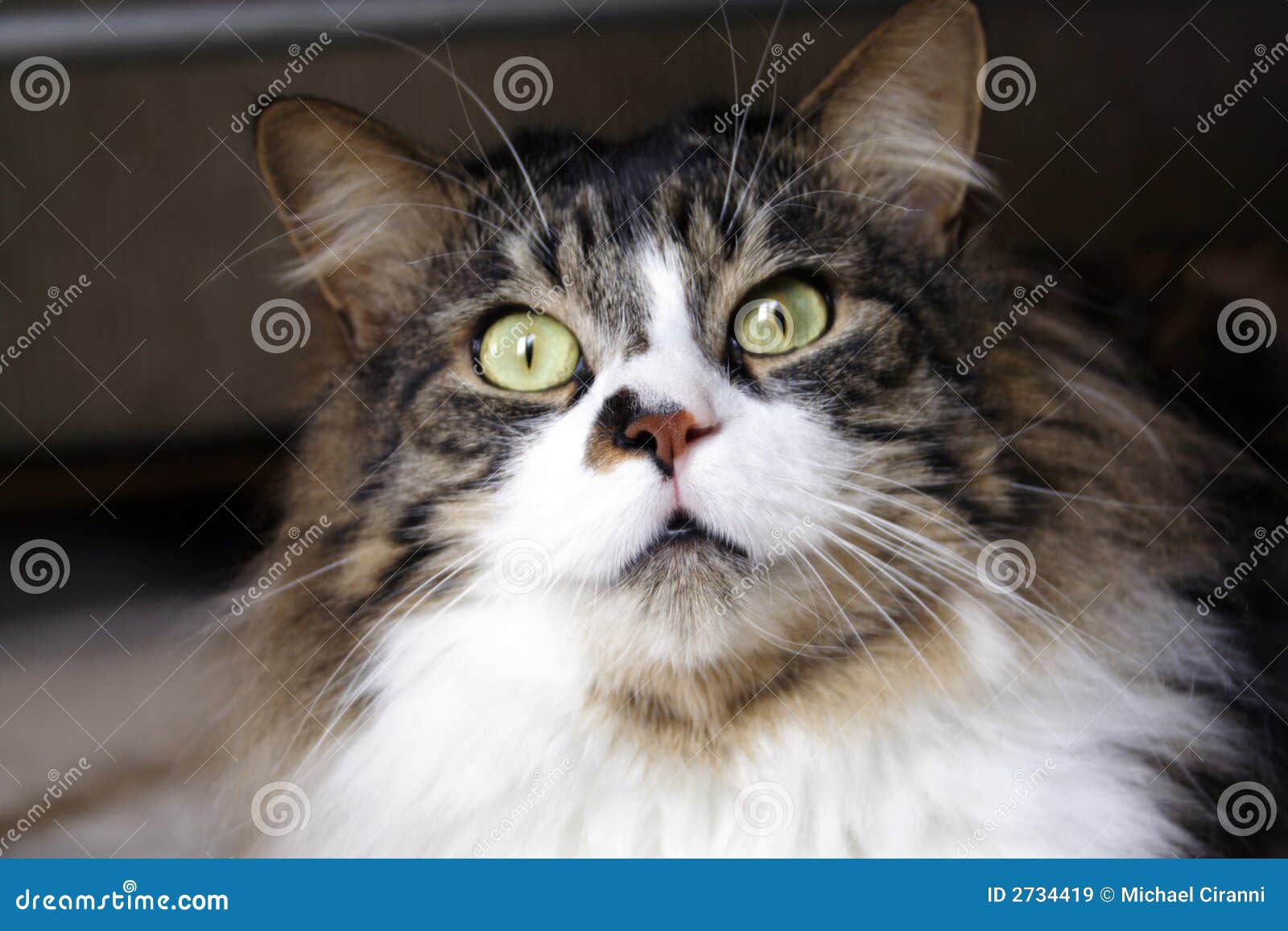 Willie the cat stock image. Image of forest, stare, feline - 2734419