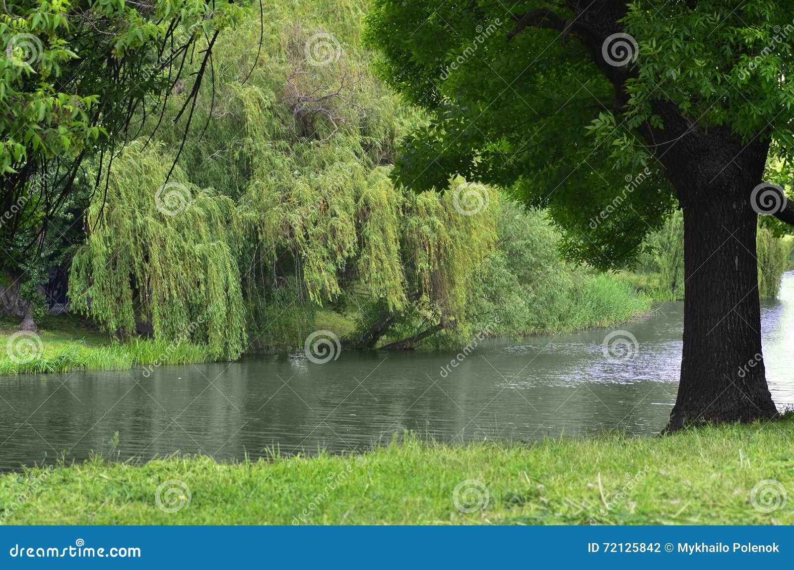 Willow above the river stock photo. Image of landscaped - 72125842