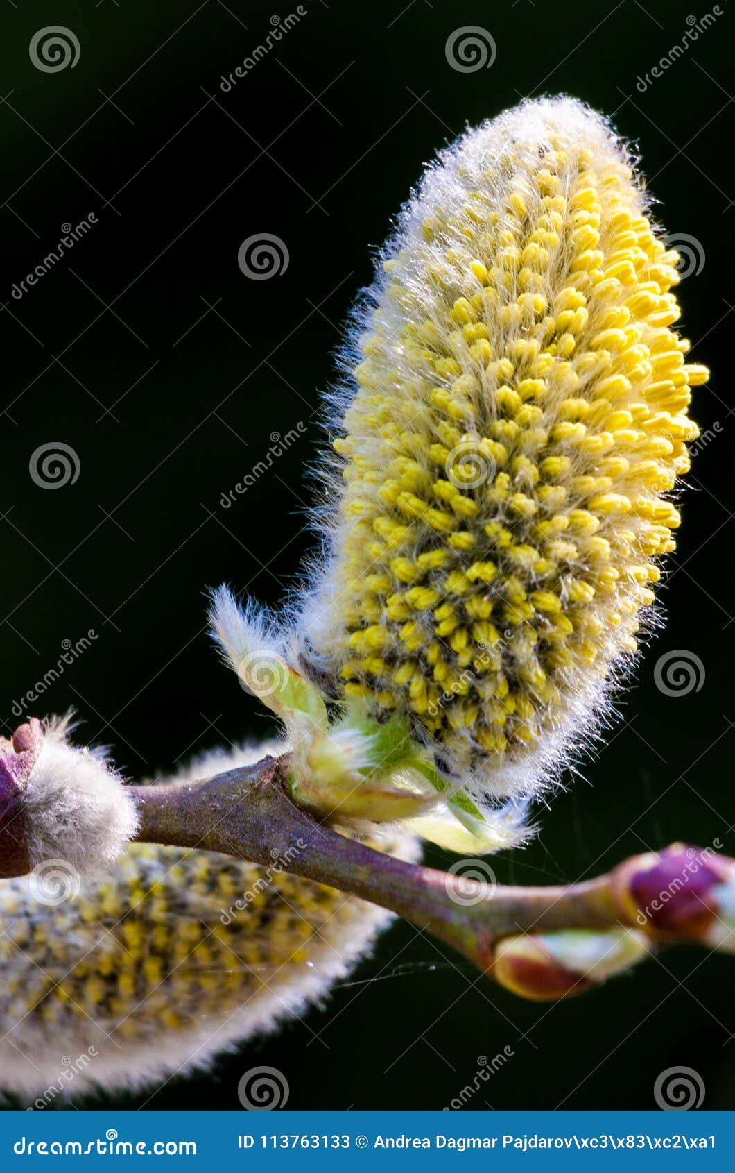 Ament on black background stock image. Image of floral - 113763133