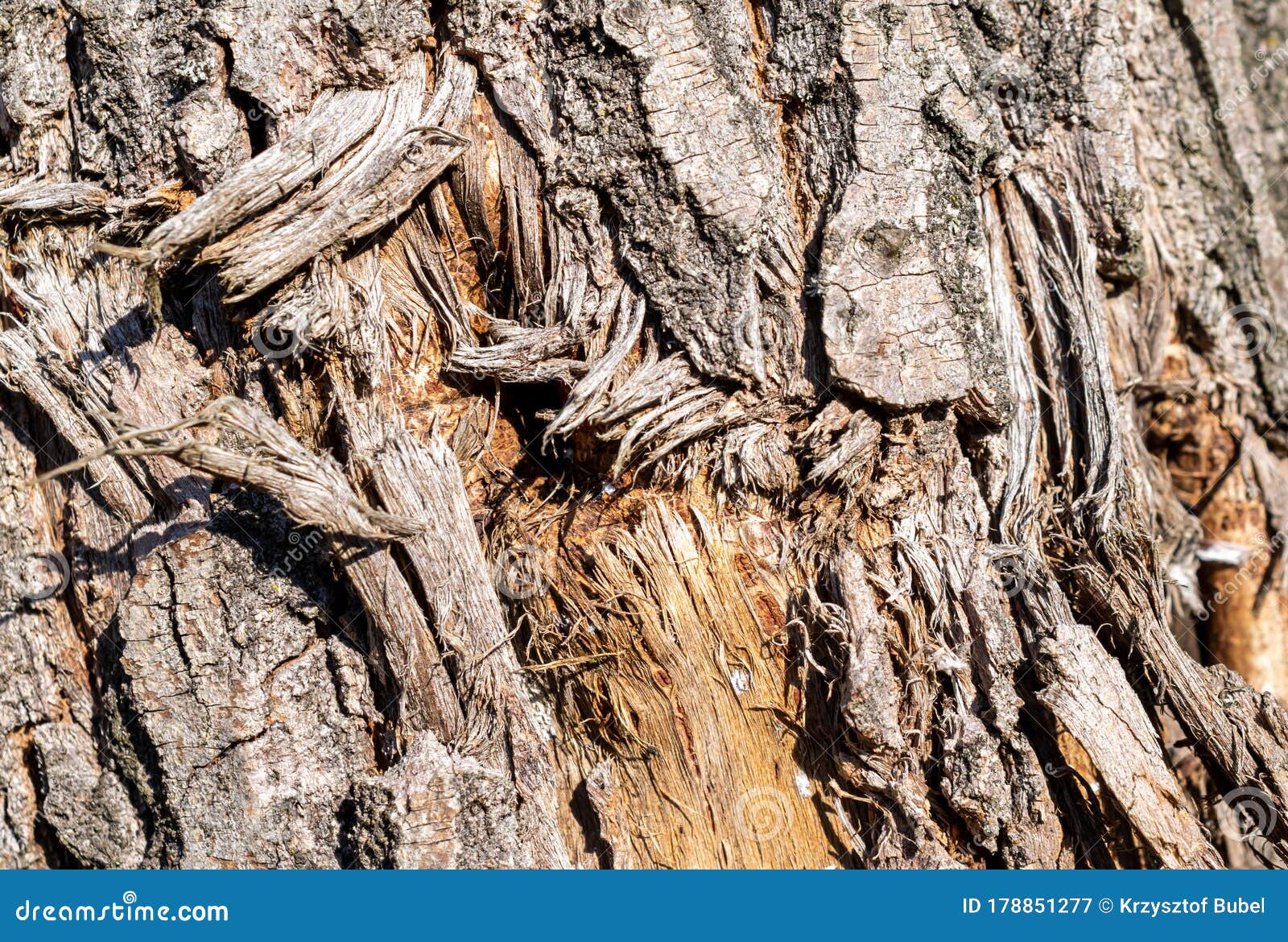 Willow Bark with Visible Details. Texture or Background Stock Image ...